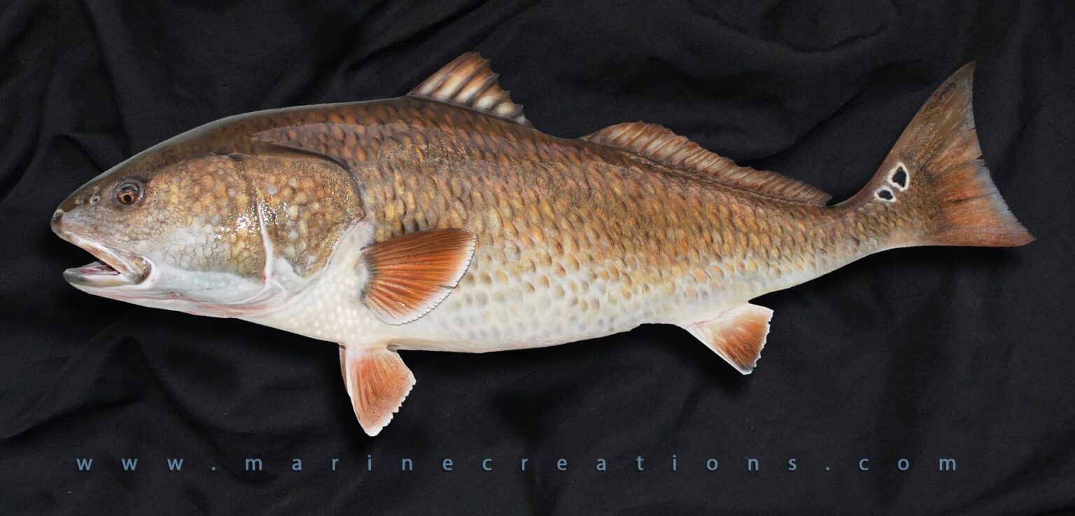 Fish Mounts so real, you swear they’re ALIVE! – Skiff Life